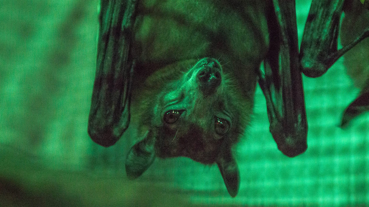 360° Experience | Bats - Detroit PBS