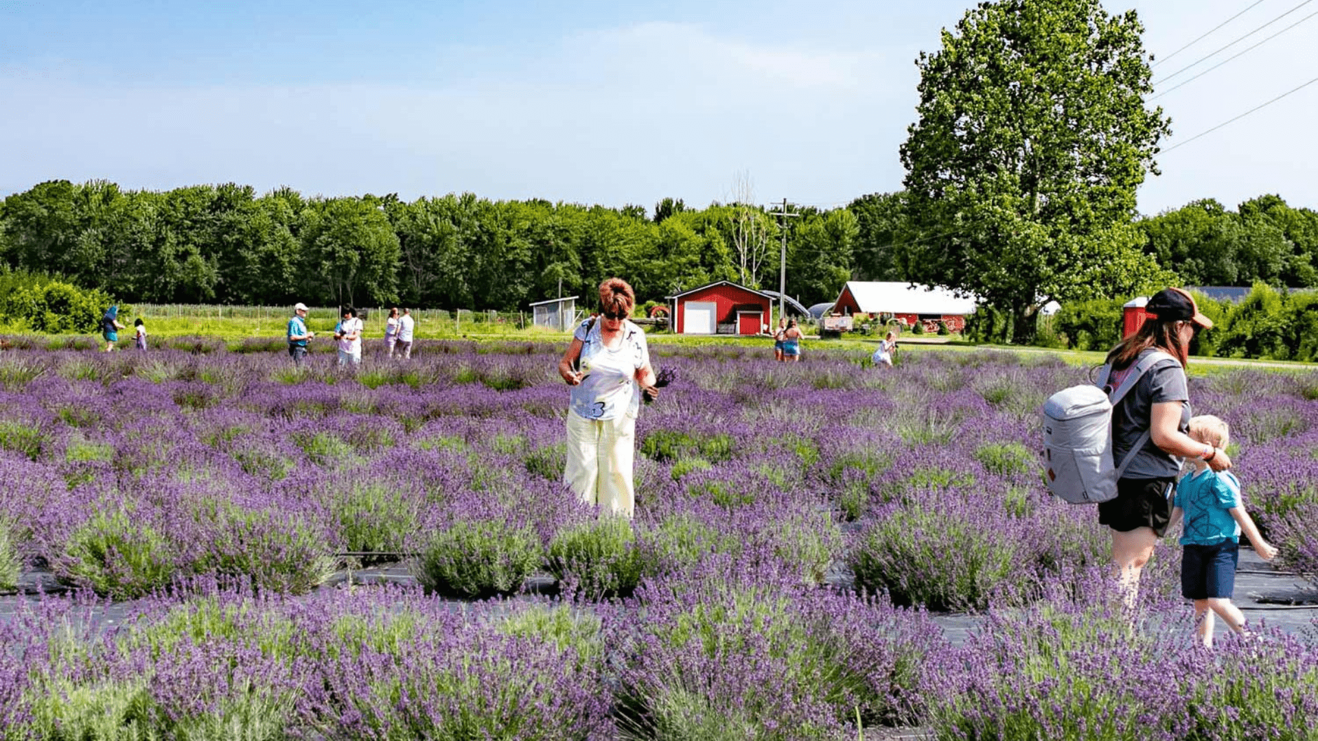 Summer festivals and other events happening in metro Detroit this ...